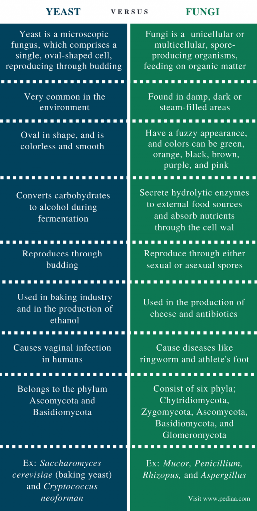 Difference Between Yeast and Fungi | Definition, Characteristics, Role