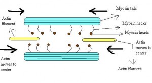 Difference Between Actin and Myosin | Definition, Structure, Function ...