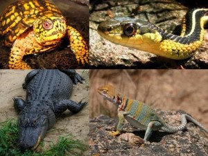 Difference Between Apomorphy and Plesiomorphy | Definition, Types ...