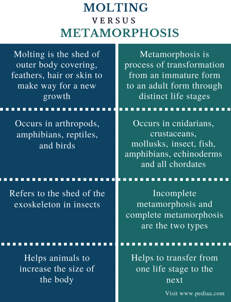 Difference Between Molting and Metamorphosis | Definition, Stages ...