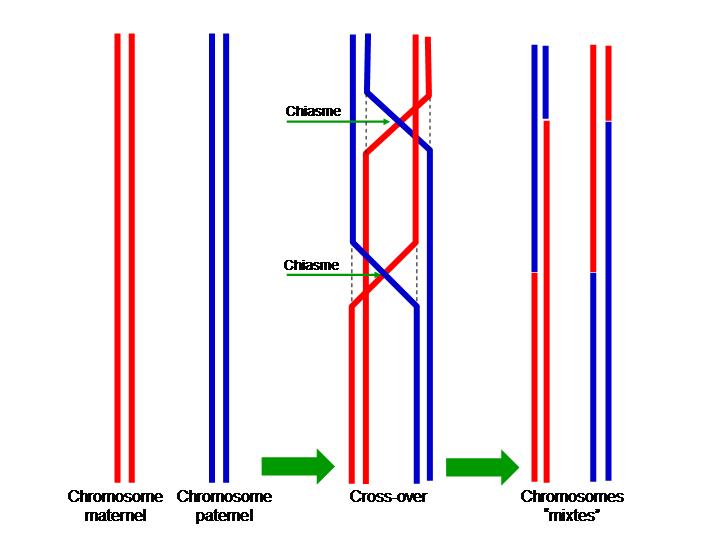 Difference Between Mutation and Recombination | Definition, Types, Role ... Difference Between Mutation and Recombination | Definition, Types, Role ...