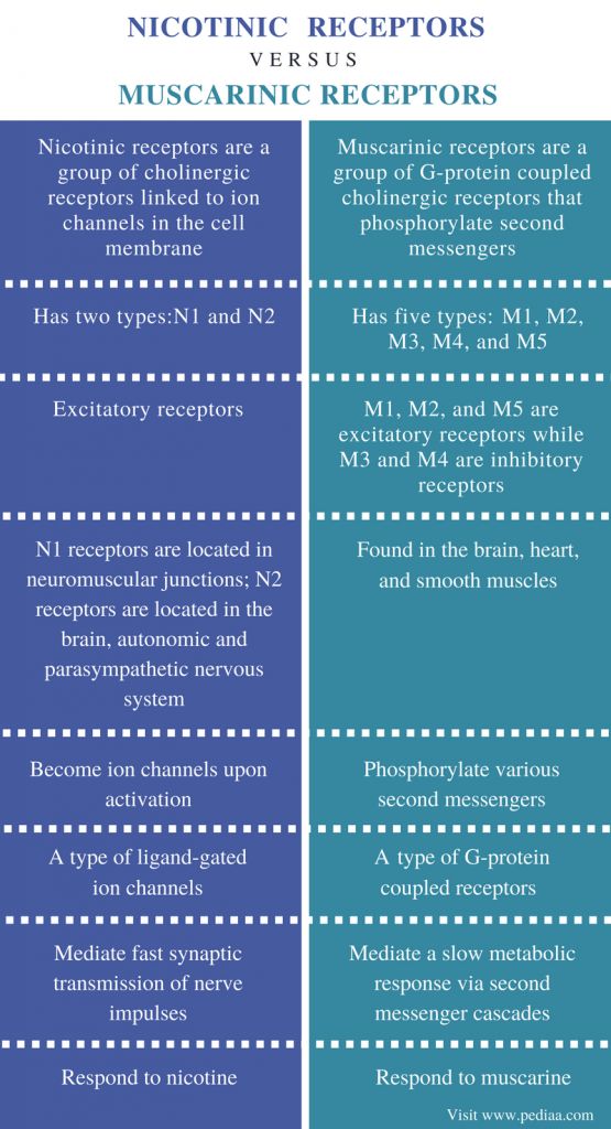 Difference Between Nicotinic and Muscarinic Receptors | Definition ...