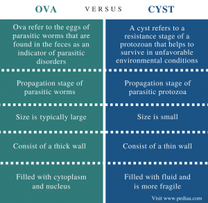Difference Between Ova and Cyst | Definition, Facts, Structure, Differences