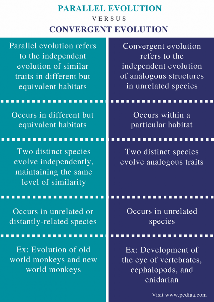 Difference Between Parallel and Convergent Evolution | Definition ... Difference Between Parallel and Convergent Evolution | Definition ...