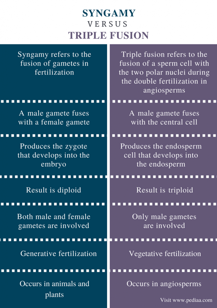 Difference Between Syngamy and Triple Fusion | Definition, Facts ...