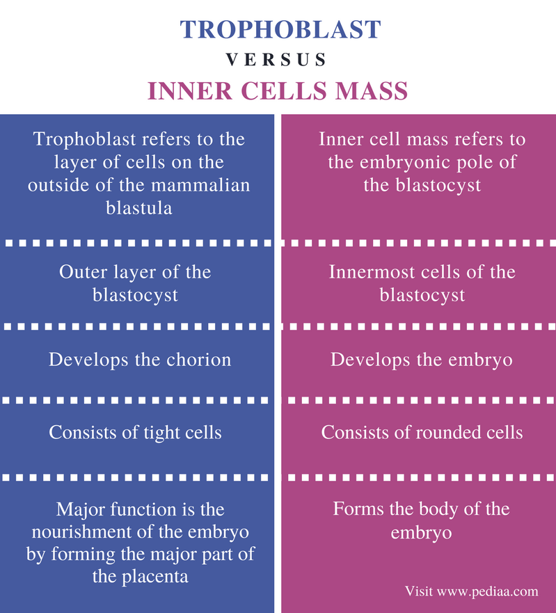 Difference Between Trophoblast and Inner Cell Mass | Definition, Facts ...