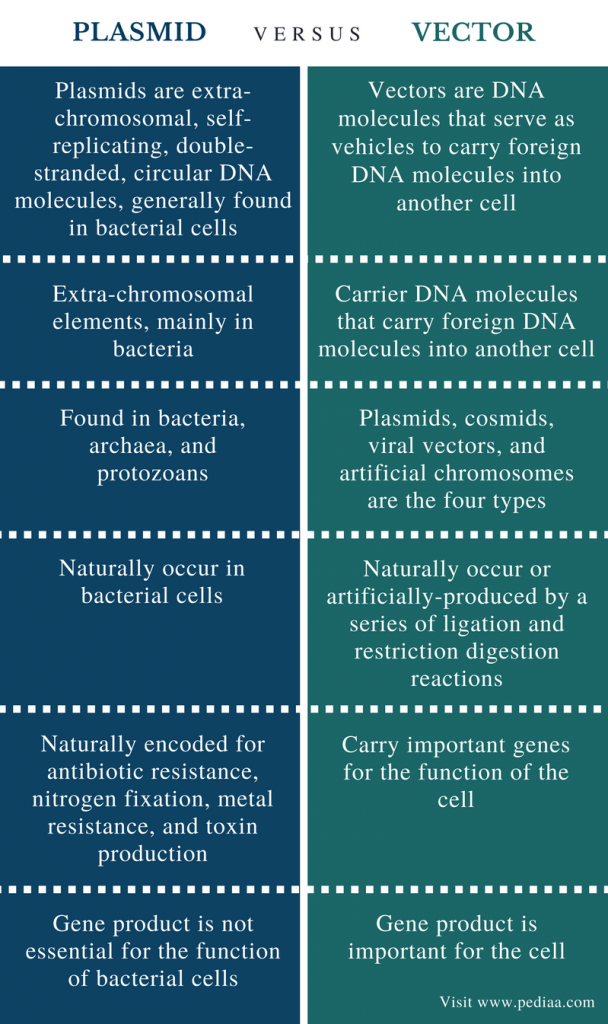 Difference Between Plasmid and Vector | Definition, Structure, Role ...