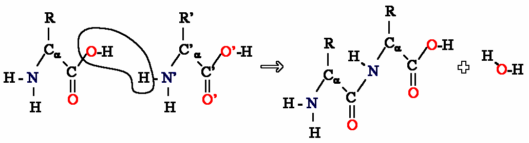 Difference Between Polyamide and Polyimide – Pediaa.Com