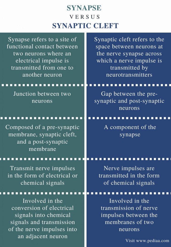 Difference Between Synapse and Synaptic Cleft | Definition, Components ...
