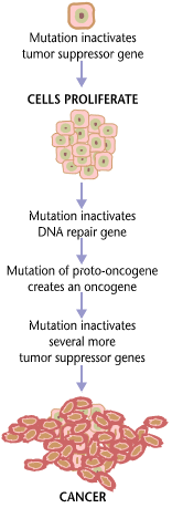 How Can Errors During DNA Replication Lead to Cancer – Pediaa.Com