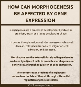 How Can Morphogenesis be Affected by Gene Expression - Pediaa.Com