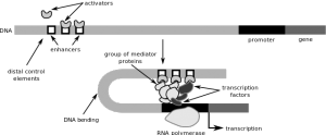 Hoe beïnvloeden activatoren en onderdrukkers transcriptie - Pediaa.Com ...