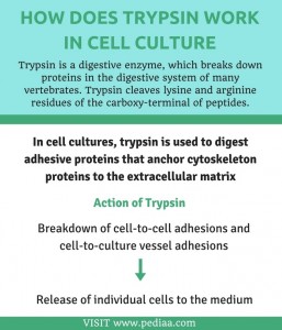 How Does Trypsin Work in Cell Culture - Pediaa.Com
