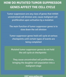 How Do Mutated Tumor Suppressor Genes Affect the Cell Cycle - Pediaa.Com