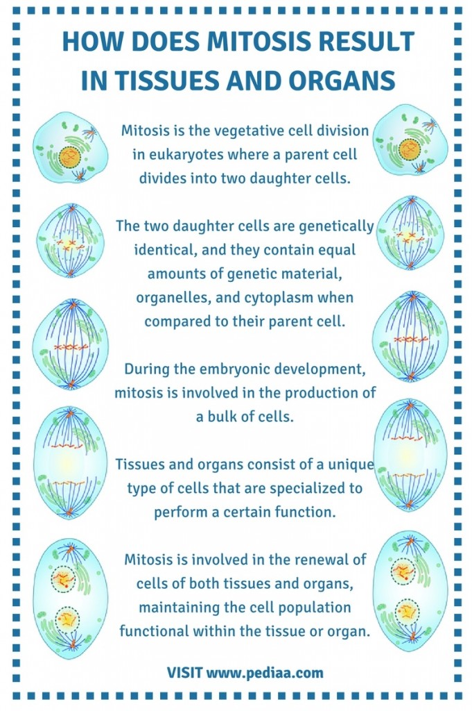 How Does Mitosis Result in Tissues and Organs - Pediaa.Com