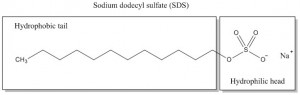 How Does SDS Denature Proteins - Pediaa.Com
