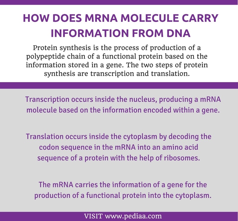 How Does mRNA Molecule Carry Information From DNA - Pediaa.Com