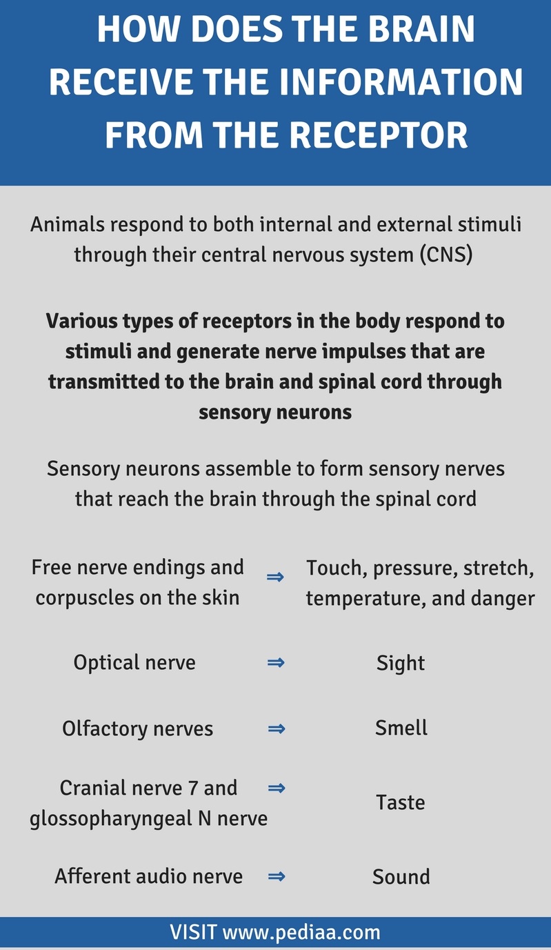 How Does the Brain Receive the Information from the Receptor - Pediaa.Com