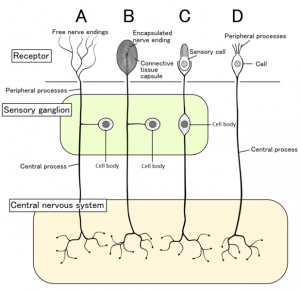 How Does the Nervous System Work with Other Systems - Pediaa.Com