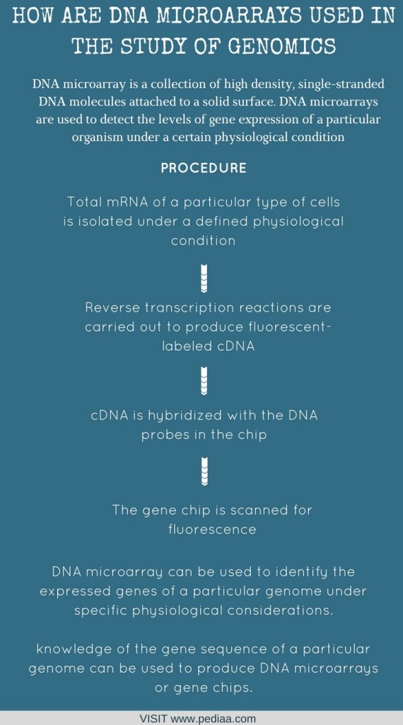 How are DNA Microarrays Used in the Study of Genomics - Pediaa.Com