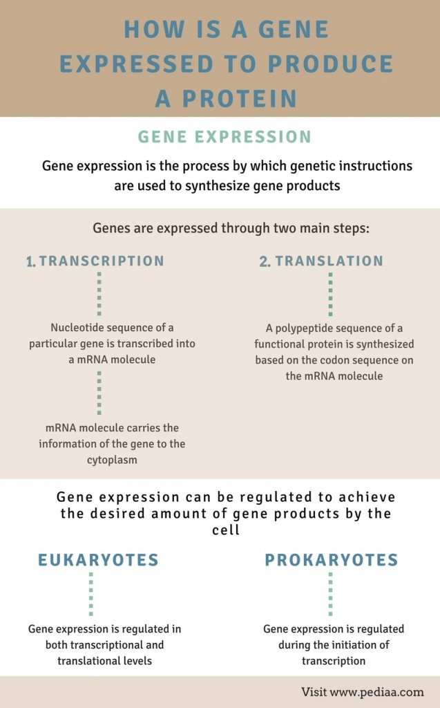 How is a Gene Expressed to Produce a Protein - Pediaa.Com