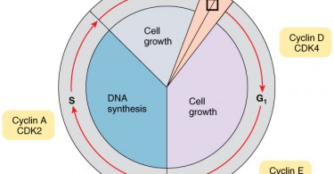 Cell Biology Archives - Page 5 of 18 - Pediaa.Com