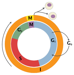 What is the Longest Phase of the Cell Cycle - Pediaa.Com