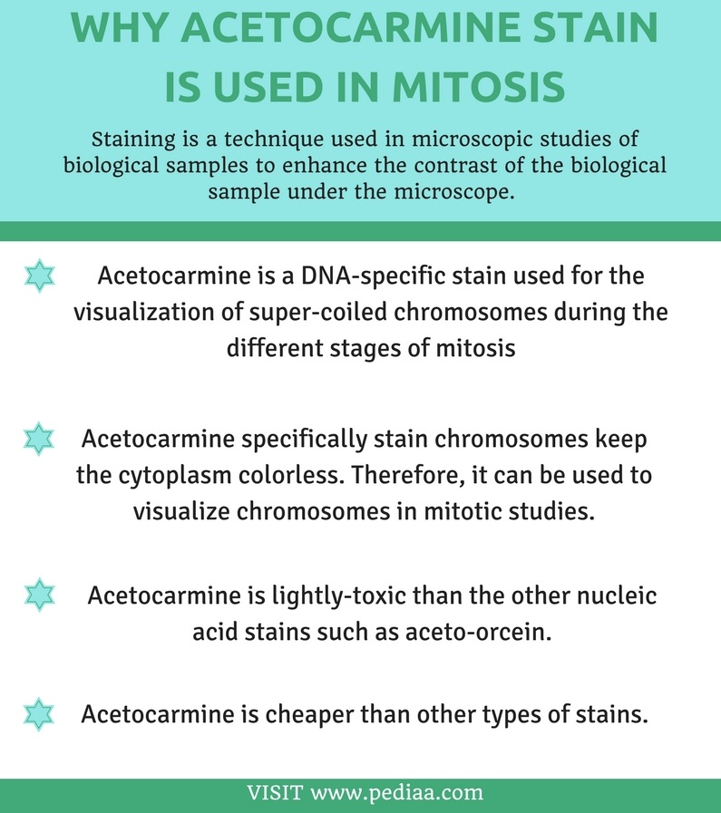 Why Acetocarmine is Used in Mitotic Chromosome Studies - Pediaa.Com