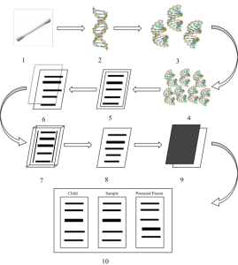 Why Did the Invention of PCR Make DNA Fingerprinting Possible - Pediaa.Com