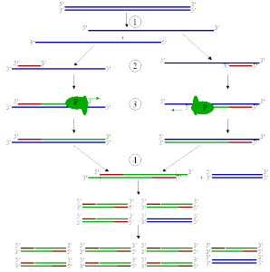 Why is Taq Polymerase Thermostable - Pediaa.Com