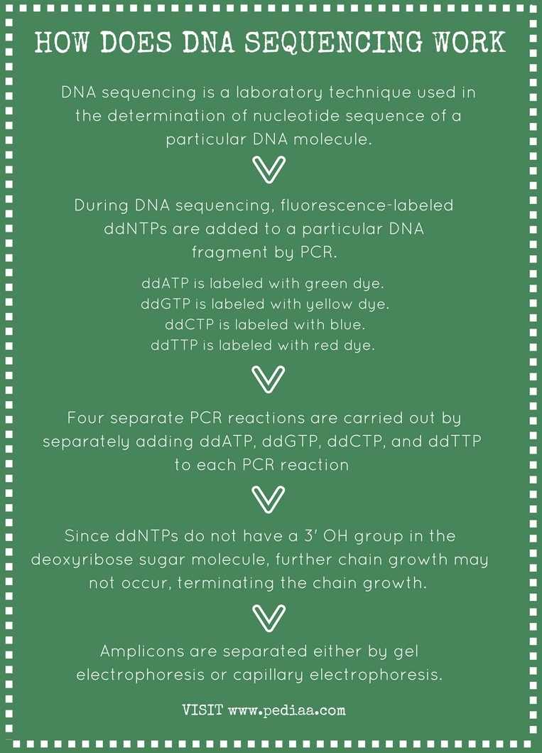 How Does Dna Sequencing Work Pediaa Com