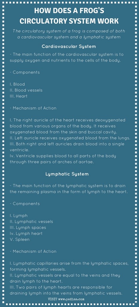 How Does a Frog's Circulatory System Work - Pediaa.Com