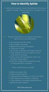 How to Identify Aphids - Pediaa.Com