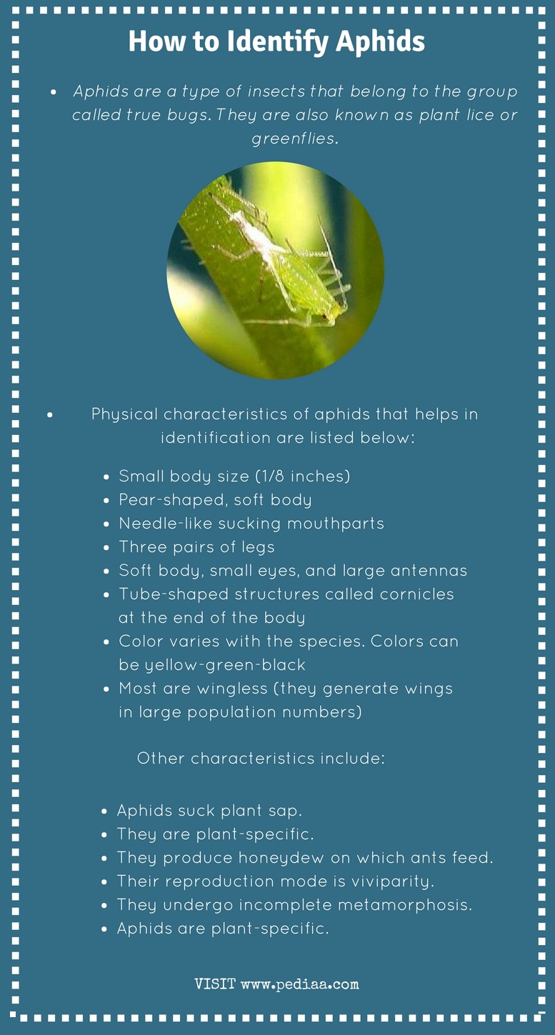 How to Identify Aphids - Pediaa.Com