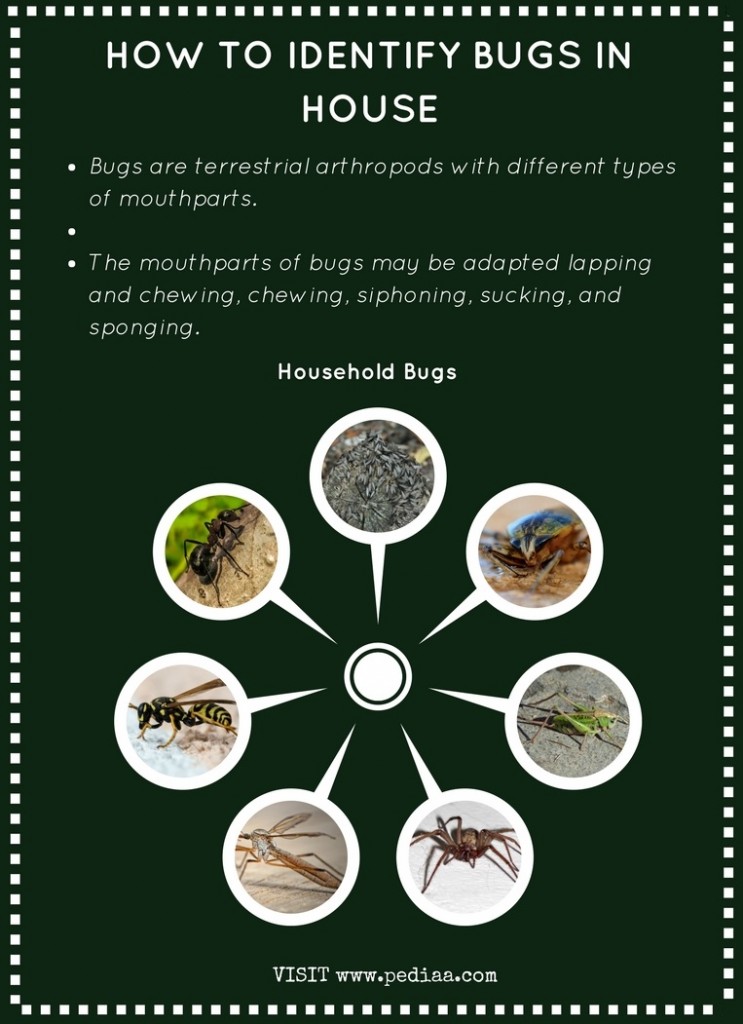 How to Identify Bugs in House - Pediaa.Com