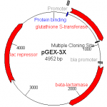 How to Read a Plasmid Map - Pediaa.Com