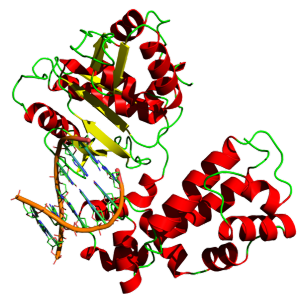 What is the Role of DNA Polymerase in Replication - Pediaa.Com