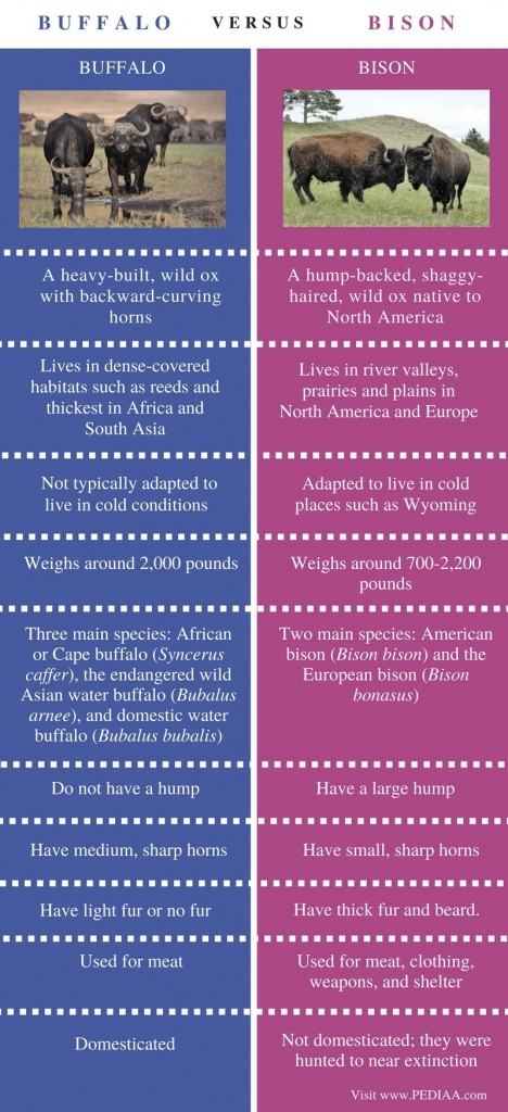 difference-between-buffalo-and-bison-pediaa-com