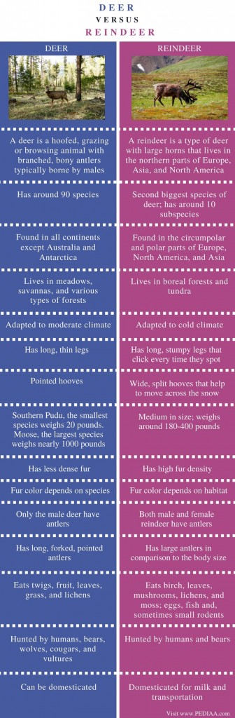 Difference Between Deer and Reindeer - Pediaa.Com