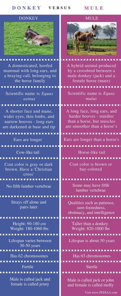Difference Between Donkey and Mule - Pediaa.Com