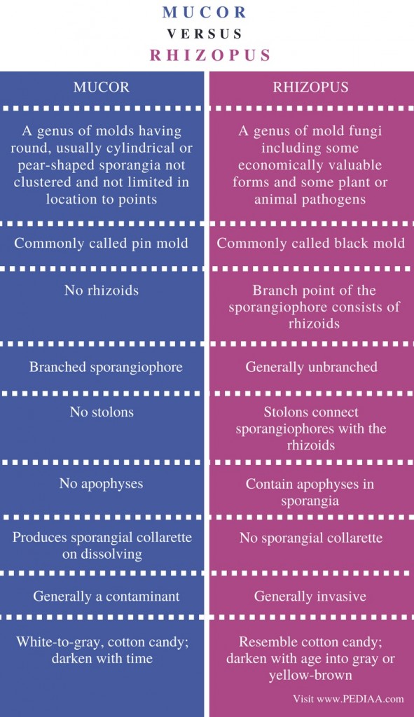 Difference Between Mucor and Rhizopus - Pediaa.Com