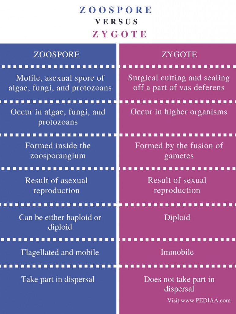Difference Between Zoospore and Zygote - Pediaa.Com Difference Between Zoospore and Zygote - Pediaa.Com