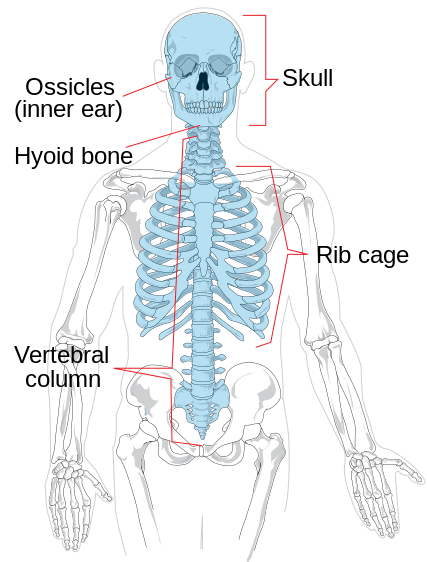 Difference Between Axial And Appendicular Skeleton Pediaa Com Difference Between Axial And Appendicular Skeleton Pediaa Com