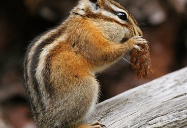 Difference Between Chipmunk and Gopher - Pediaa.Com