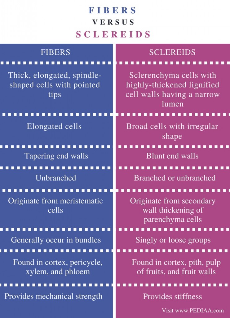 Difference Between Fibres and Sclereids - Pediaa.Com