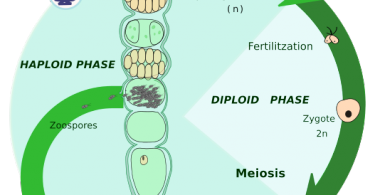 Botany Archives - Page 11 of 17 - Pediaa.Com