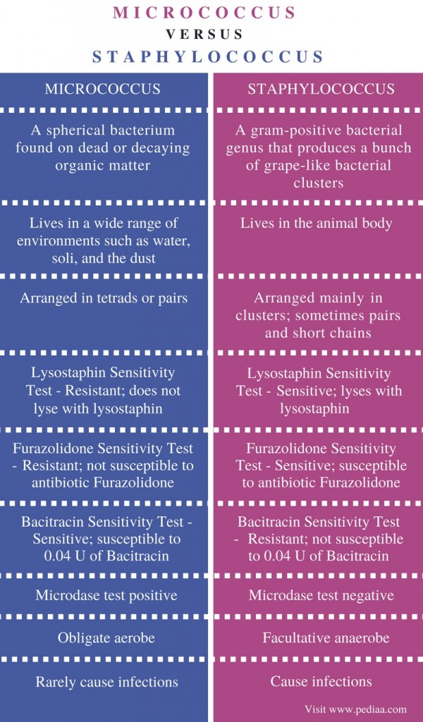 Difference Between Micrococcus And Staphylococcus Pediaa Com