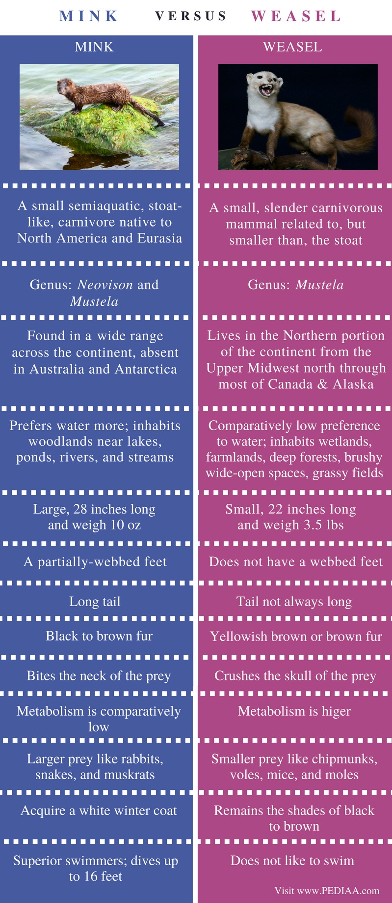 Difference Between Mink and Weasel - Pediaa.Com