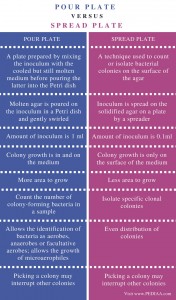 Difference Between Pour Plate and Spread Plate - Pediaa.Com