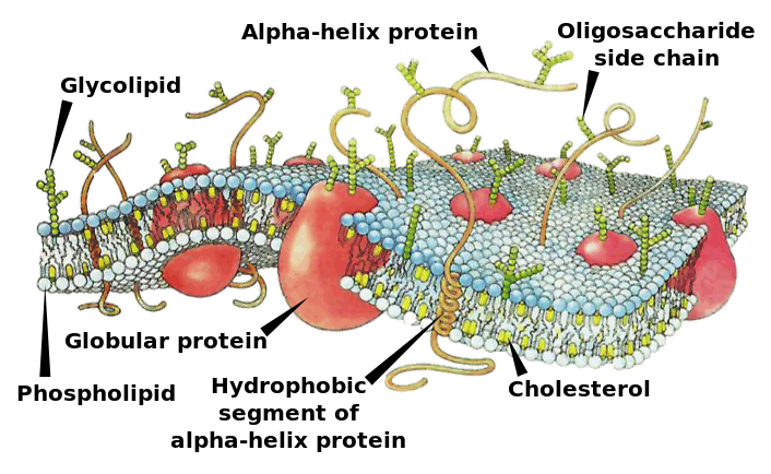 Difference Between Reversible and Irreversible Cell Injury - Pediaa.Com Difference Between Reversible and Irreversible Cell Injury - Pediaa.Com